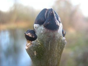 Laubbaumarten: Esche - Baumspenden - Waldwissen - Wald pflanzen