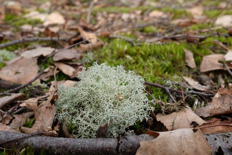 Stockwerke des Waldes - Baumspenden - Waldwissen - Wald pflanzen