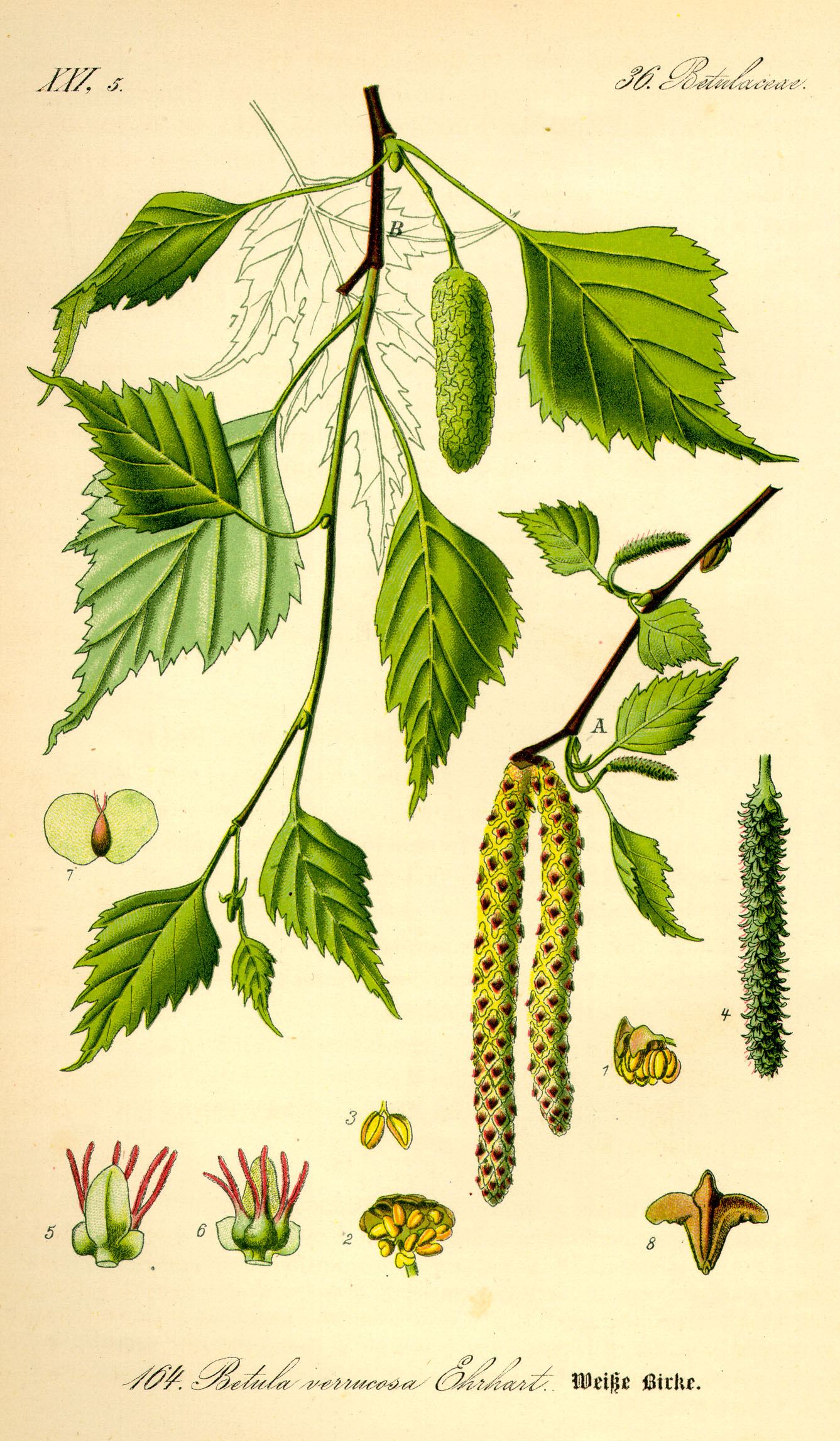Gemeine Birke (Betula pendula) - Baumspenden - Waldwissen - Wald pflanzen