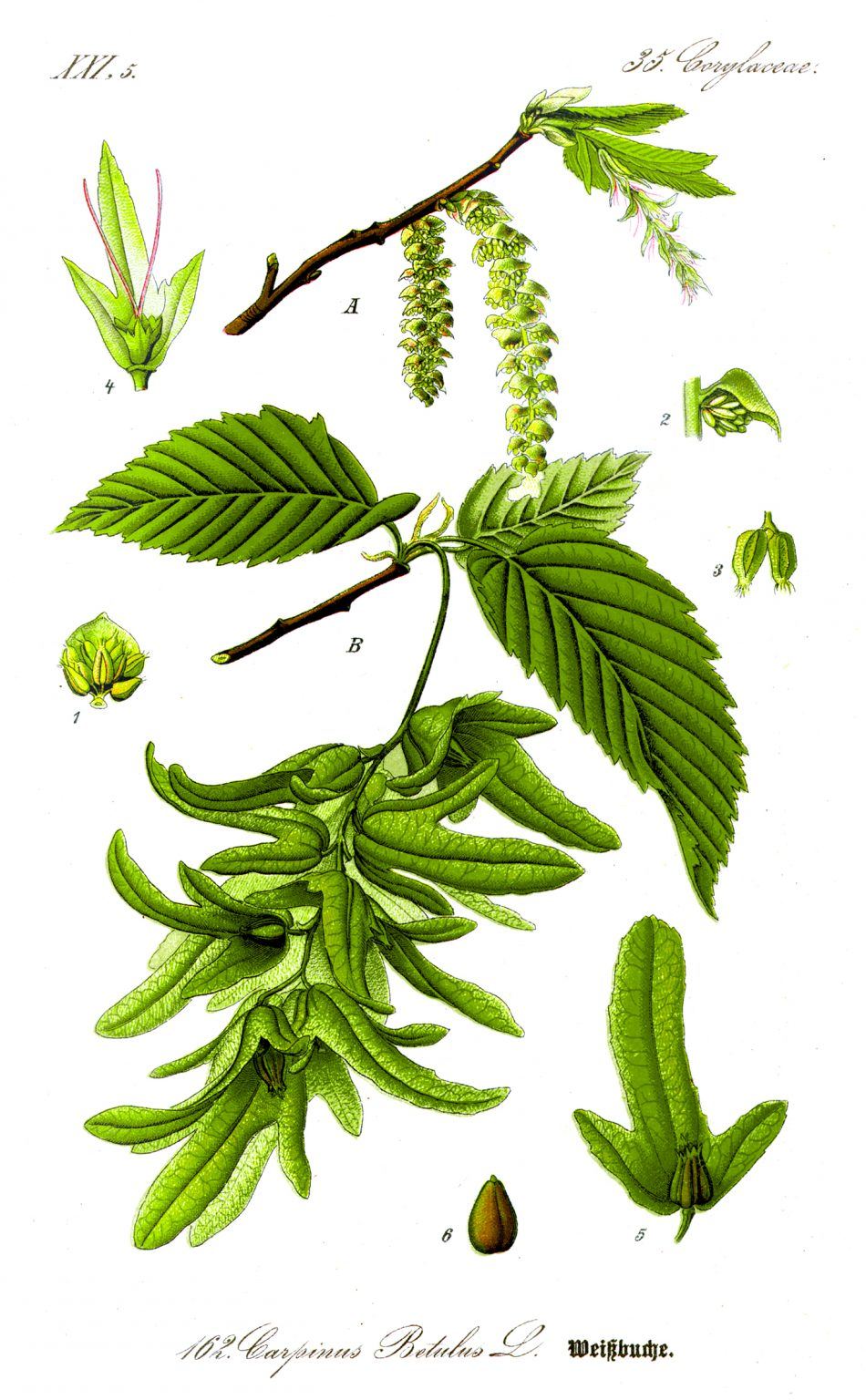 Die Hainbuche (Carpinus betulus L.) - Baumspenden - Waldwissen - Wald ...