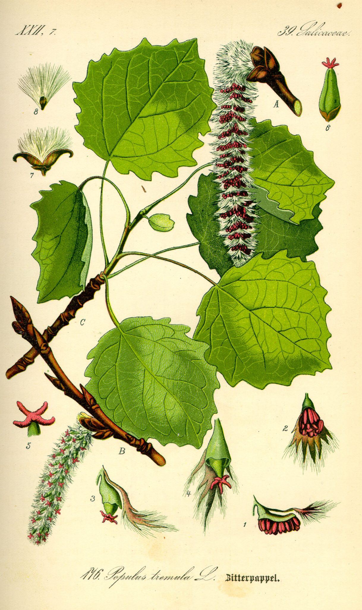 Die Zitterpappel (Populus tremula L.) - Baumspenden - Waldwissen - Wald ...