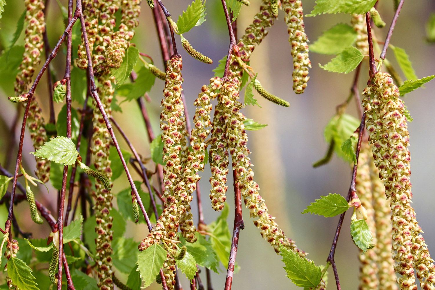 Gemeine Birke (Betula pendula) - Baumspenden - Waldwissen - Wald pflanzen