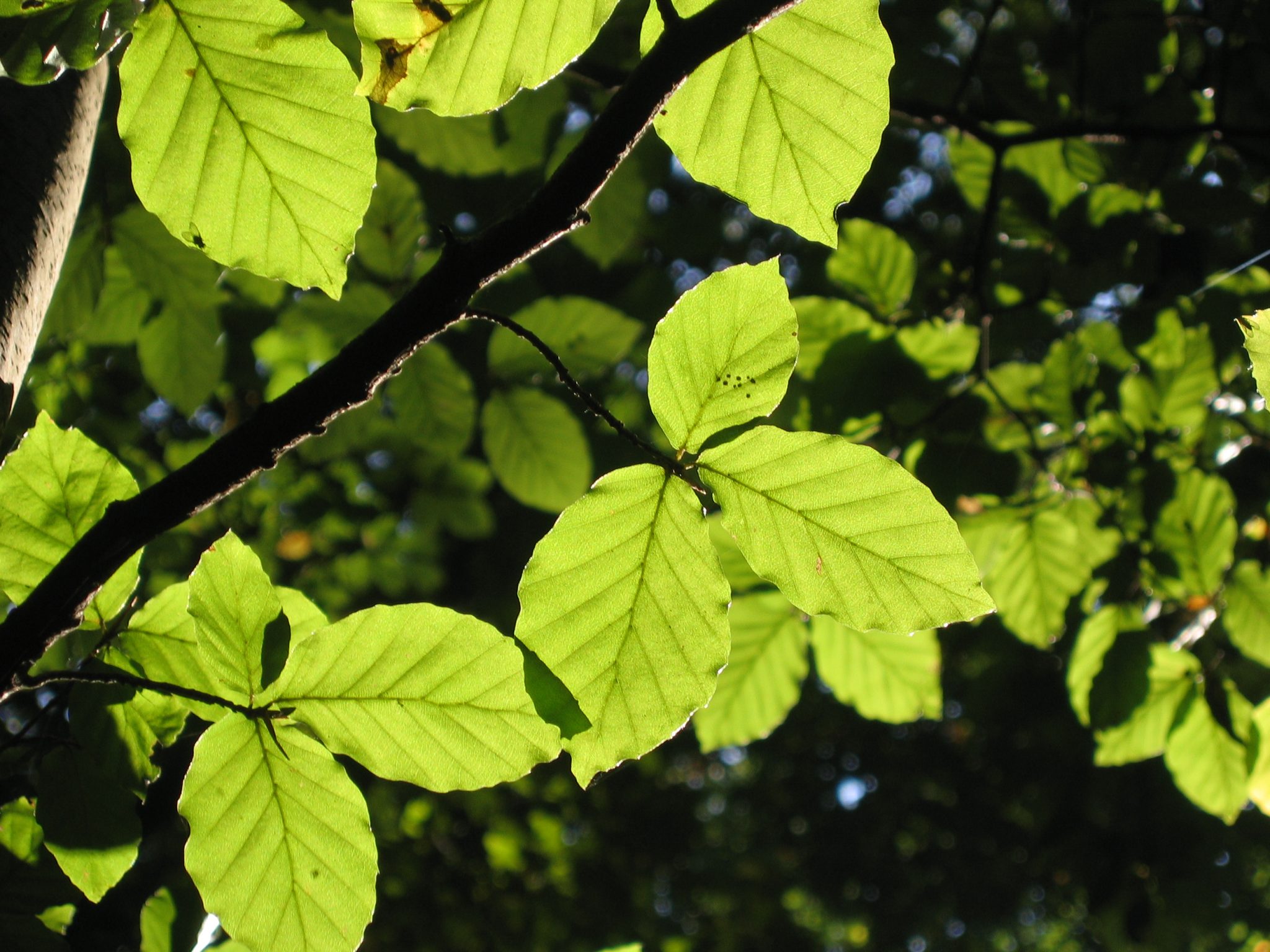 Das Blatt - Baumspenden - Waldwissen - Wald pflanzen