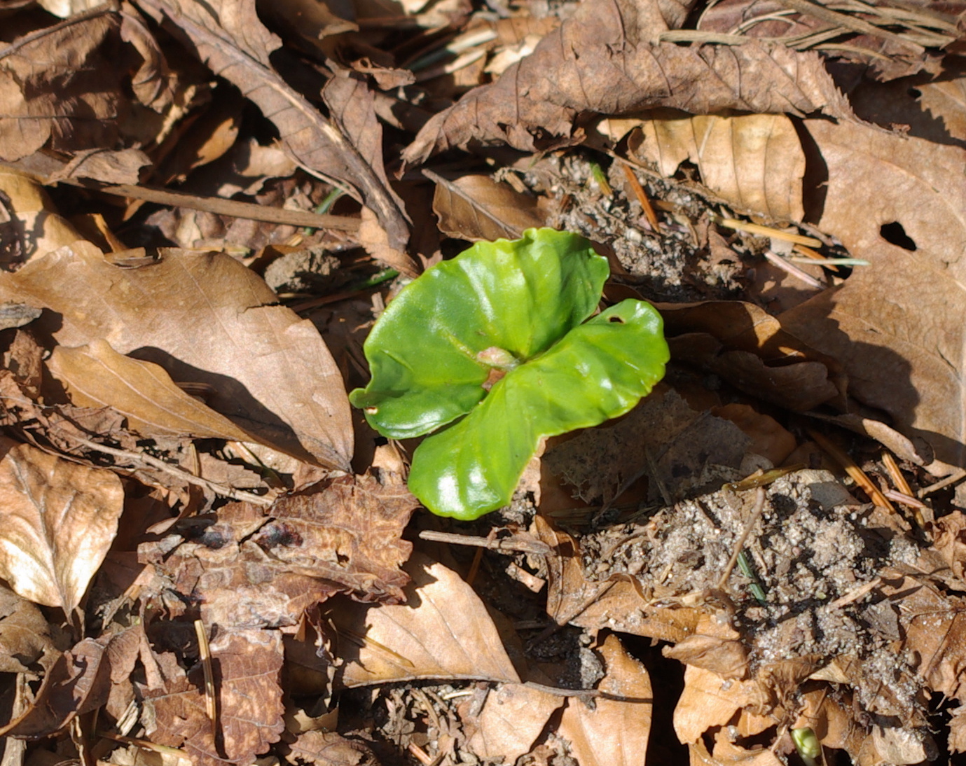 Laubbaum-Nadelbaum - Baumspenden - Waldwissen - Wald pflanzen