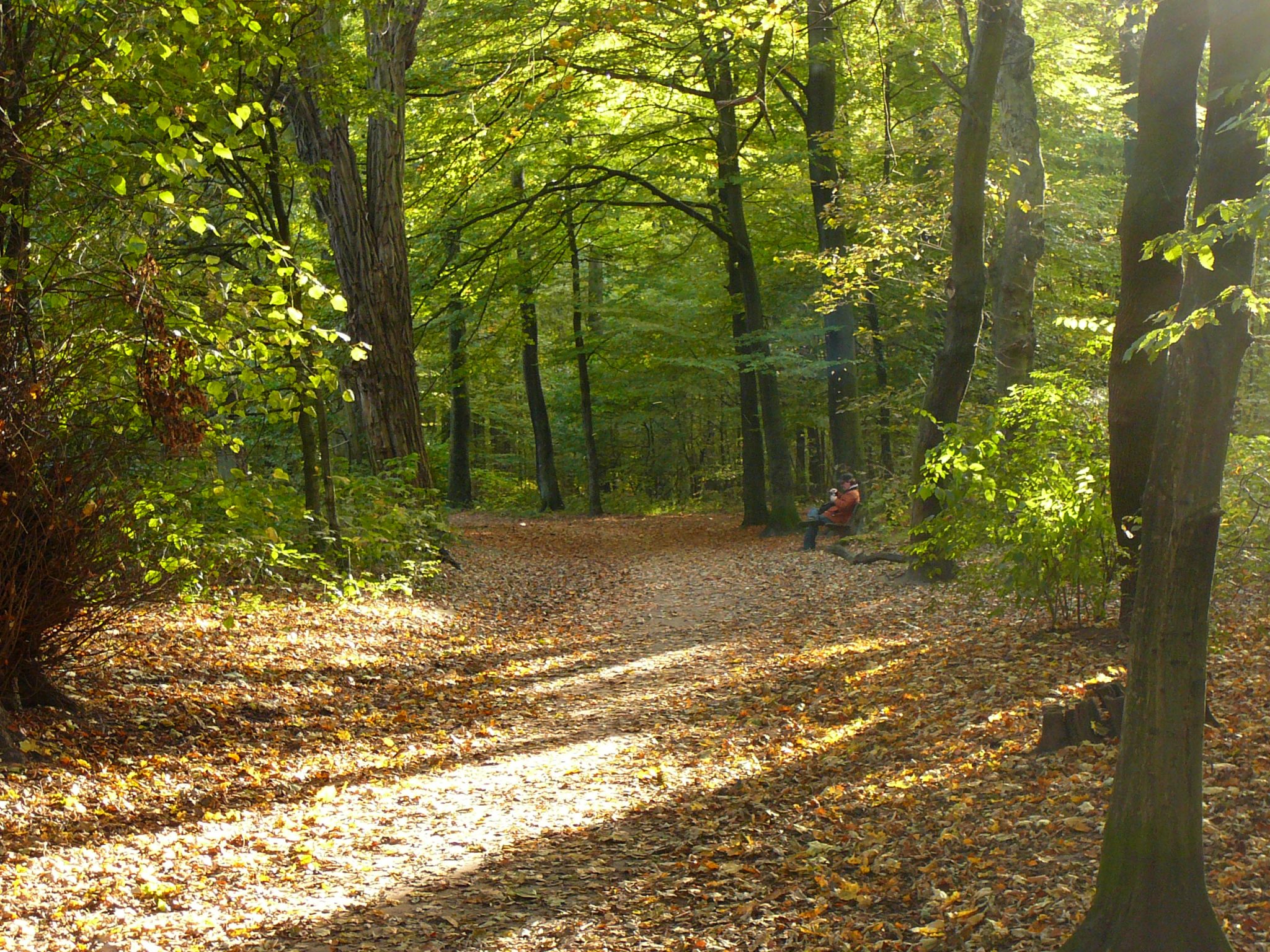 Funktionen des Waldes - Waldfunktionen - Ökosystemleistung Wald