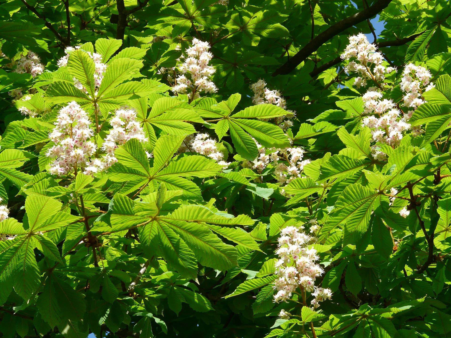 Rosskastanie (Aesculus hippocastanum L.) - Baumspenden - Waldwissen ...