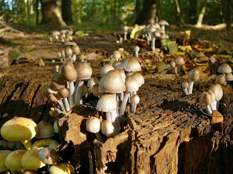 Was ist ein Ökosystem - Baumspenden - Waldwissen - Wald pflanzen