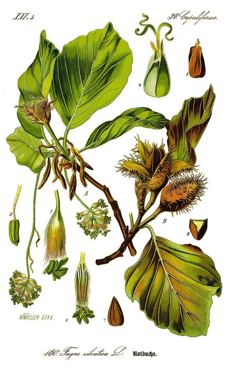 Die-rotbuche-fagus-sylvatica - Baumspenden - Waldwissen - Wald pflanzen