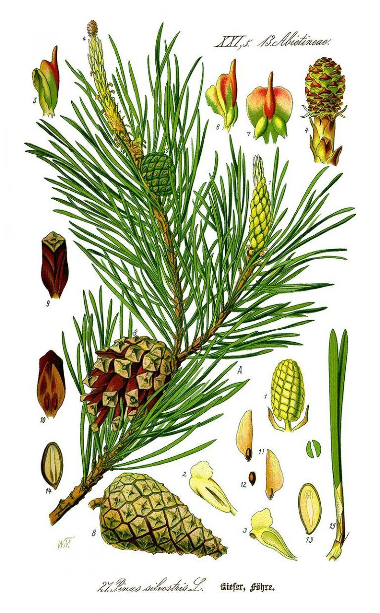Waldkiefer (Pinus sylvestris L.) - Baumspenden - Waldwissen - Wald pflanzen