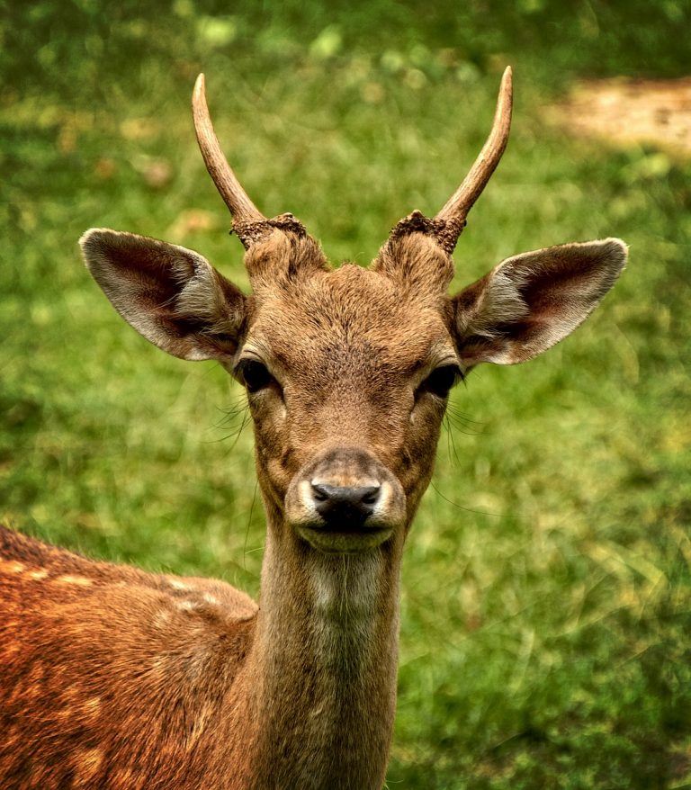 Das Damwild (Dama dama L.) - Baumspenden - Waldwissen - Wald pflanzen
