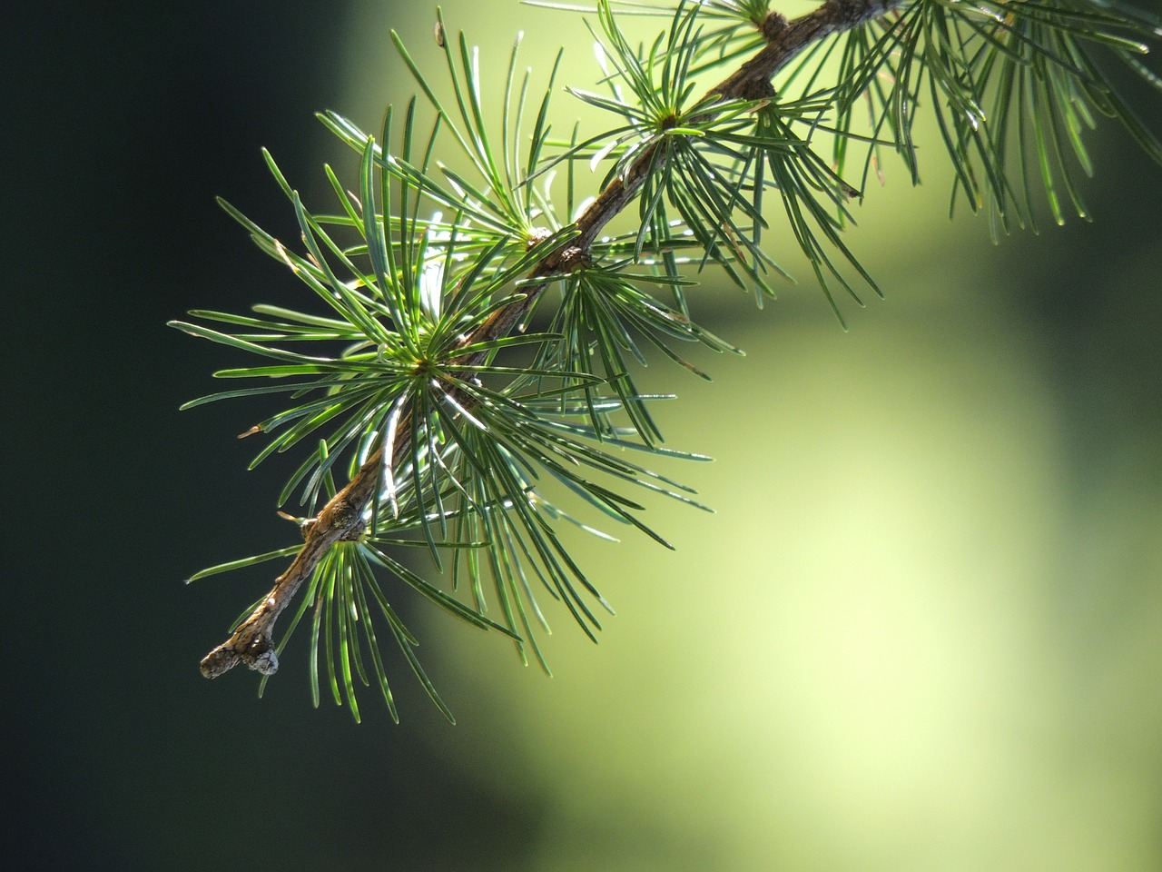Europäische Lärche - Baumspenden - Waldwissen - Wald pflanzen