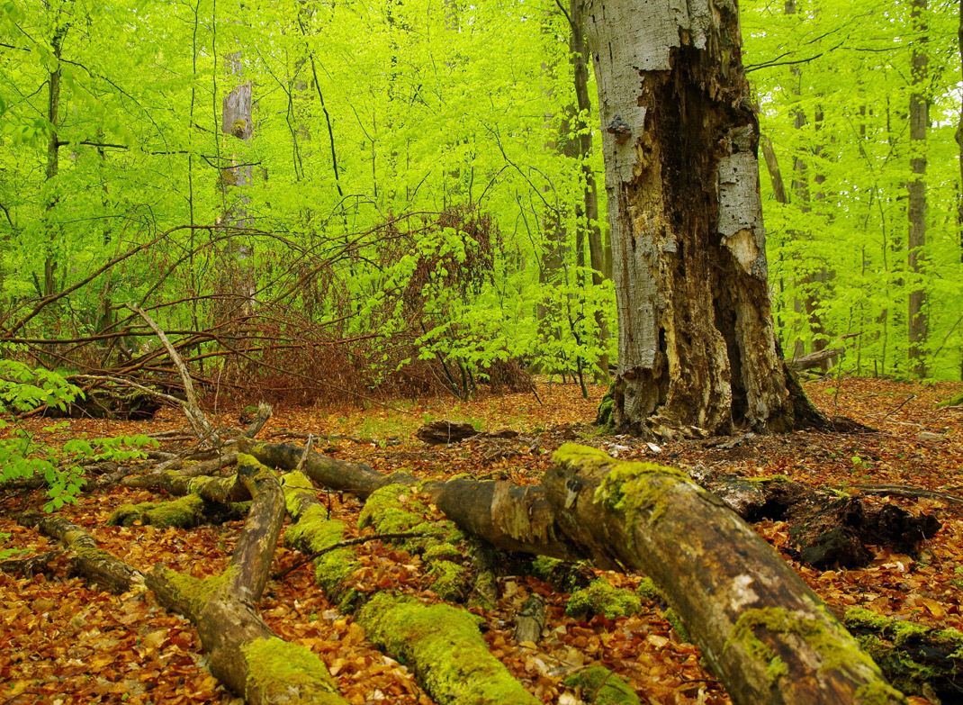 Totholz im Wald - wieviel Bäume pro Hektar - welche Tiere und Pflanze