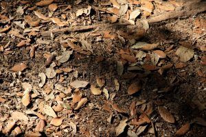 Was ist Humus - Baumspenden - Waldwissen - Wald pflanzen