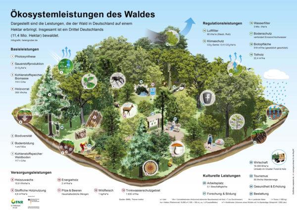 Funktionen des Waldes - Waldfunktionen - Ökosystemleistung Wald